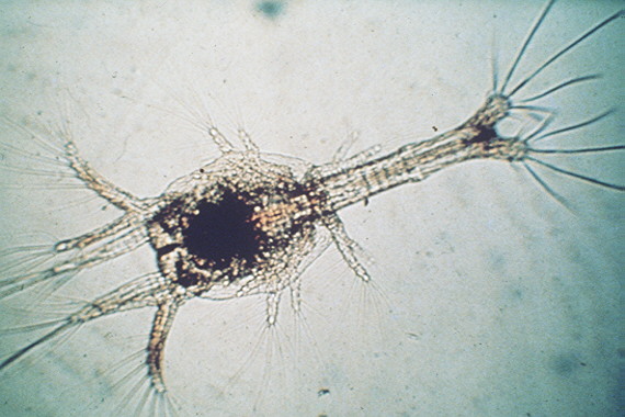 protozoea stage