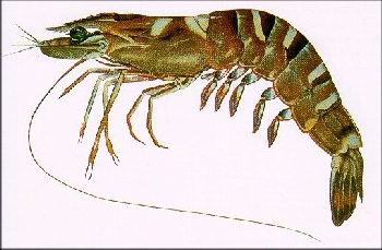 Penaeus - Alchetron, The Free Social Encyclopedia