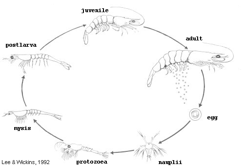 Picture of Penaeid shrimp life cycle